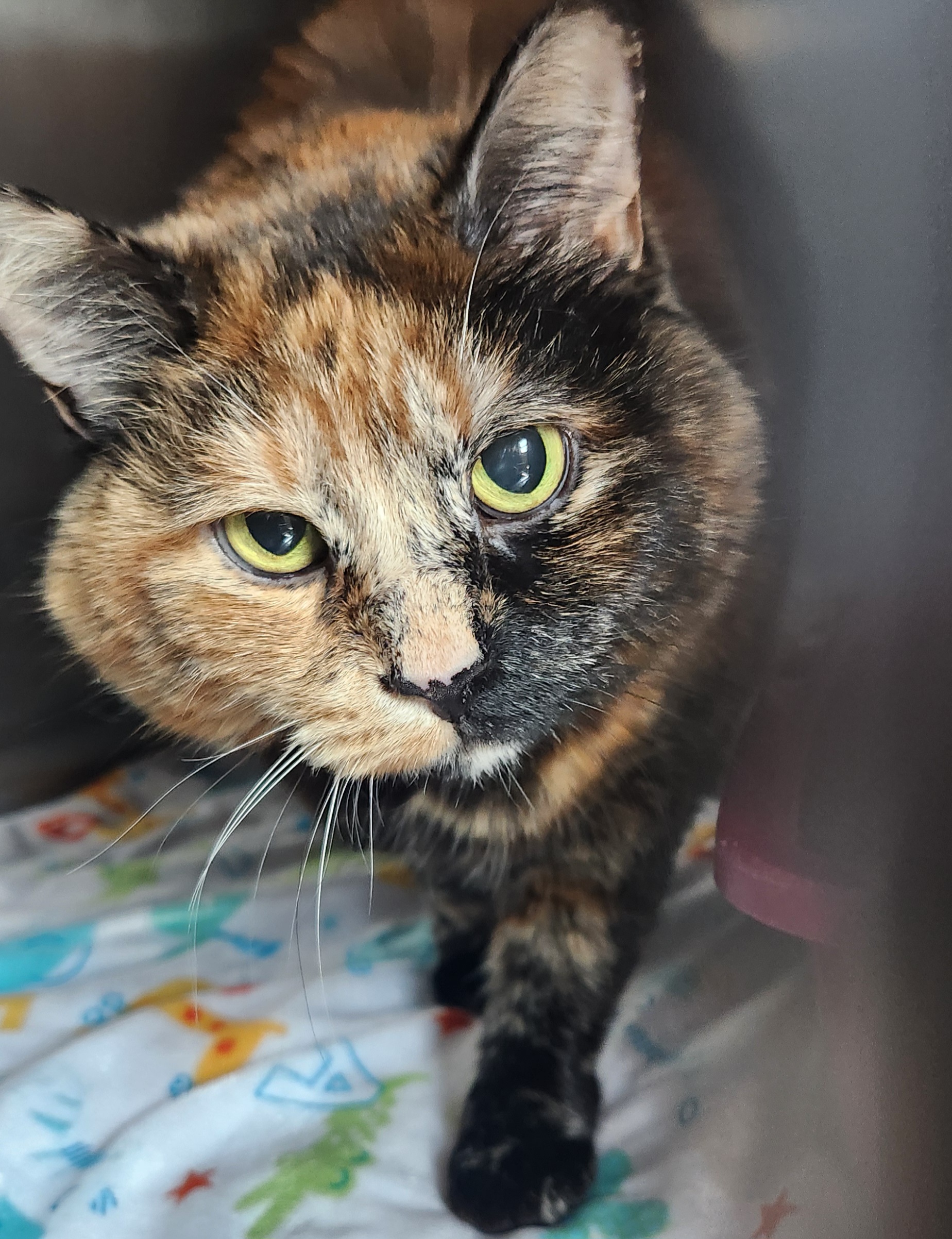 Cornemuse - SPCA Val-d'Or