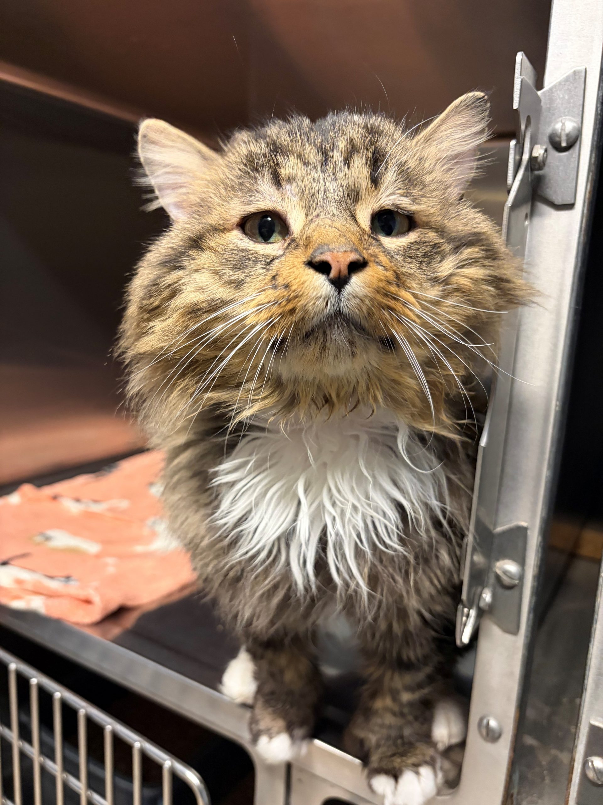 pill Pocket - SPCA Val-d'Or