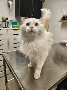 JIG - SPCA Val-d'Or